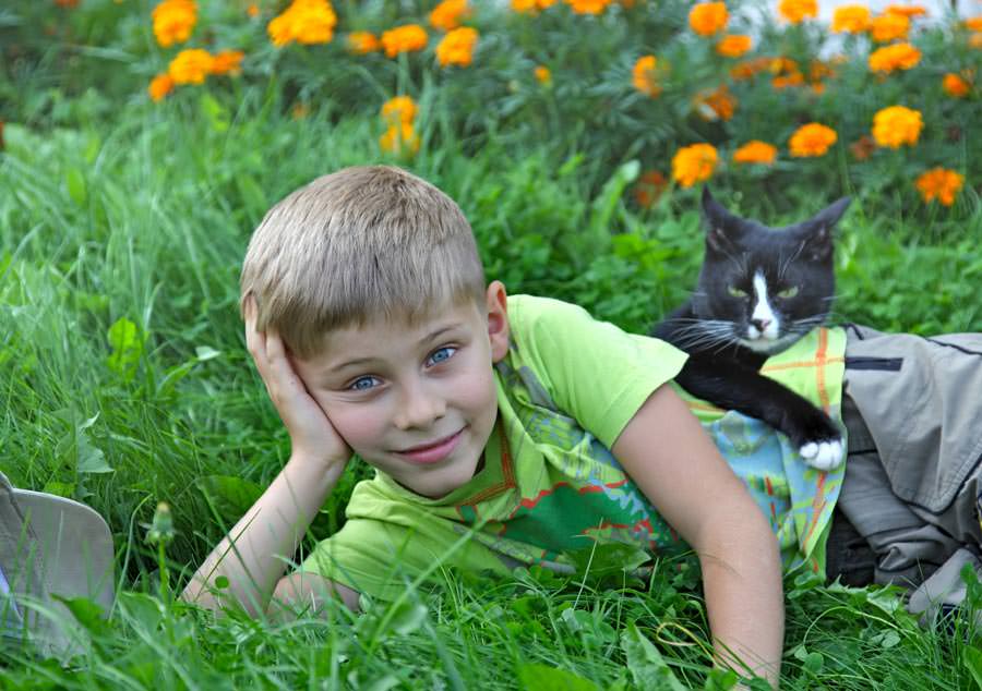 Wie überstehen Katzen den Sommer? - TierklinikenNetTierklinikenNet